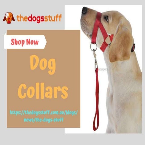 Dog collars | PPTX