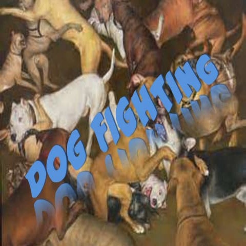 Dog fighting | PPTX