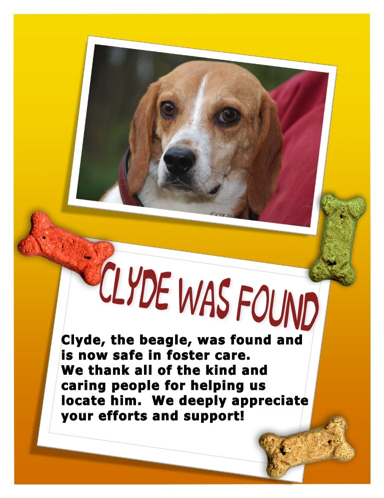 Dog Found Dog Found