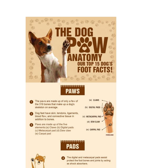 Dog Paw.pdf