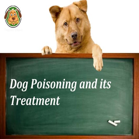 Dog Poisoning – Prevention and Treatment | PPTX