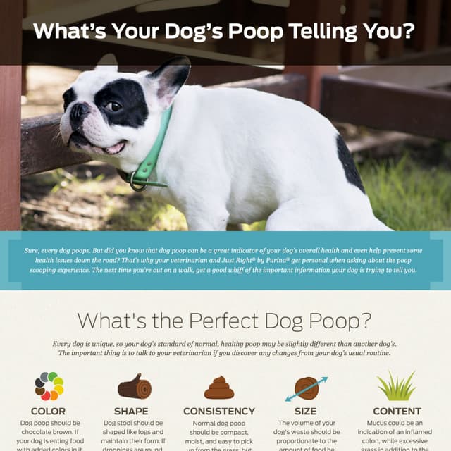 Decode Your Dog Poop | PDF