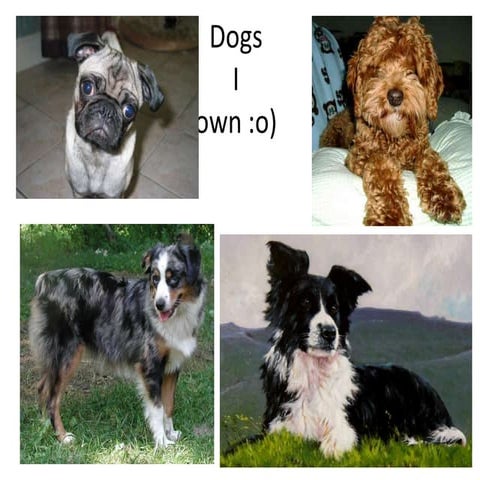 Dogs | PPT