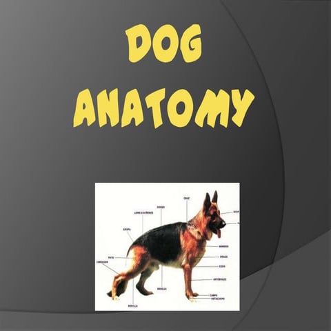 Presentation on Dogs | PPTX