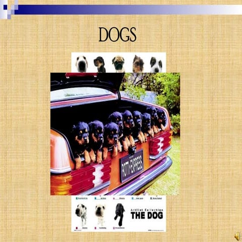 Dogs ! + Video | PPT