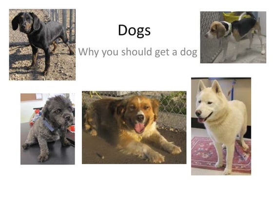 21 reasons why we should get a dog | PPTX