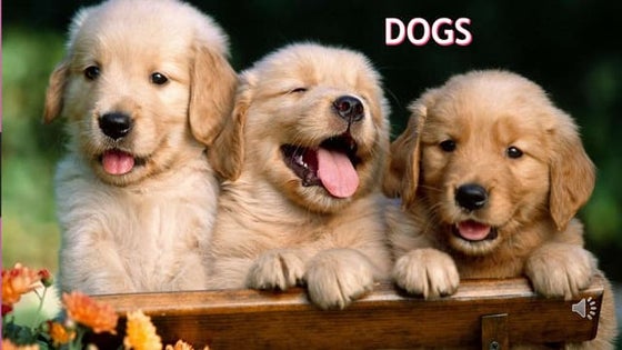 21 reasons why we should get a dog | PPTX