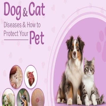 Common Dog & Cat Diseases & How to Protect Your Pet | PDF