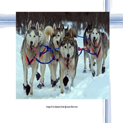 Dog sledding | PPT