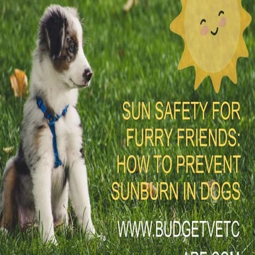 Sun Safety for Furry Friends: How to Prevent Sunburn in Dogs 🐶☀ | PPT