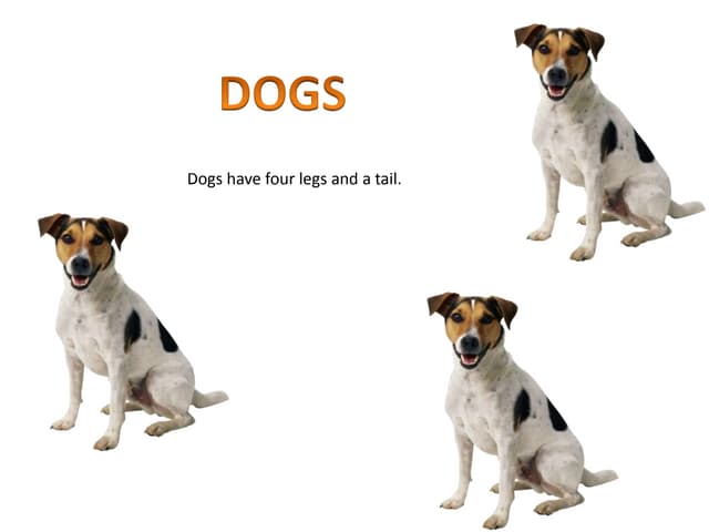Why Do Dogs Have Four Legs