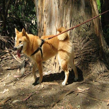 Dog obedience training | PPTX