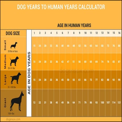 Dog years to human years explained | PDF