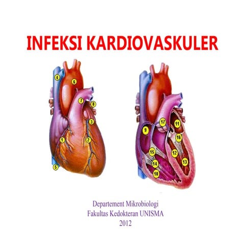 Staphylococcus aureus | PPT