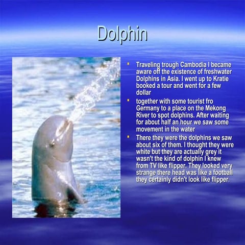 Dolphin | PPT