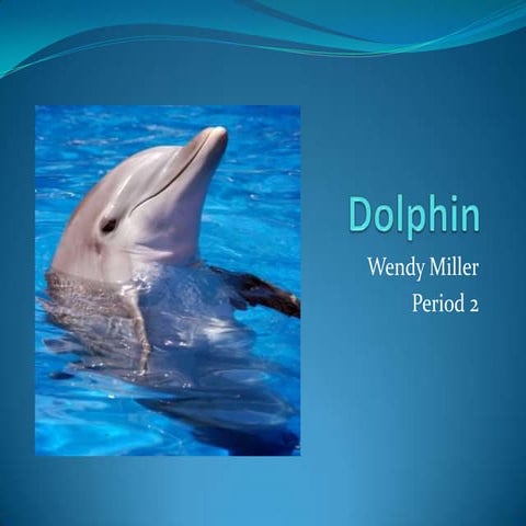 Dolphin | PPTX