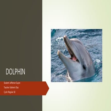 Dolphin | PPT