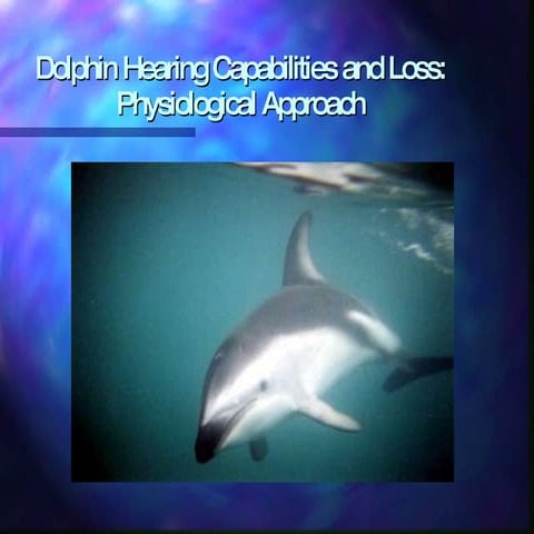 Dolphin Hearing Capabilities And Loss | PPT