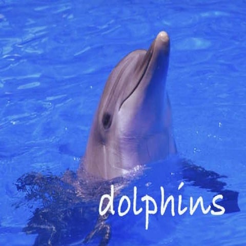 Dolphins | PPS