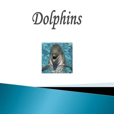 Dolphins | PPT