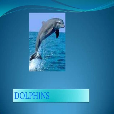 Dolphins | PPT