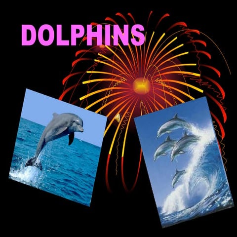 Dolphins.ppt ariadna ,cristina i alex | PPT | Zoos & Aquariums ...