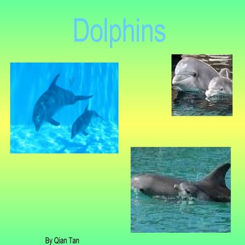 Dolphins Report | PPT
