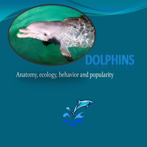 Dolphins in Captivity | PPT