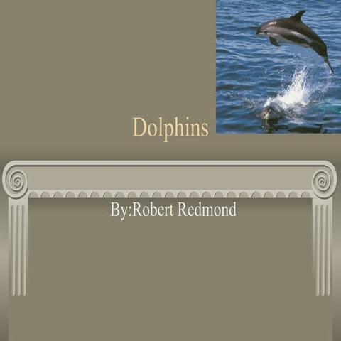 Dolphins | PPT