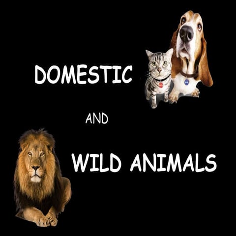 Domestic and wild | PPT
