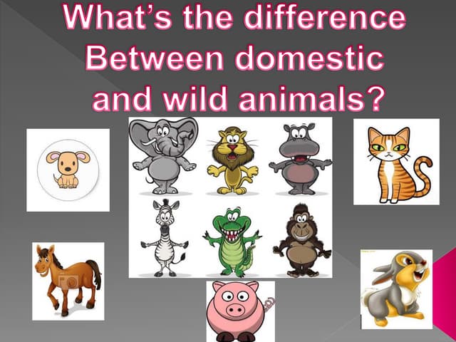 Farm.pet.wild.animals.1st grade | PPT | Birds | Pets