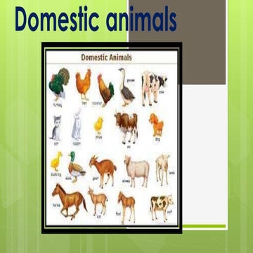 Domestic animals | PPTX