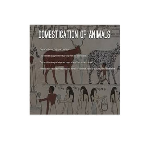 domestication of companion animals in world | PPT