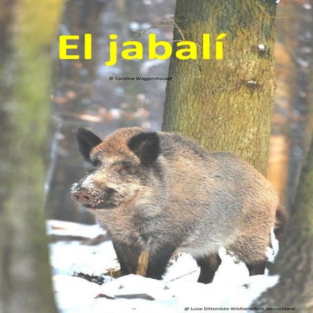 Dossier el jabali | PDF