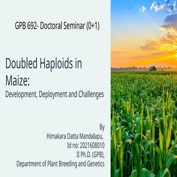 Doubled Haploids in Maize: Development. | PPTX