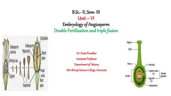 Fertilisation in plants | PPTX | Infertility | Reproductive Health