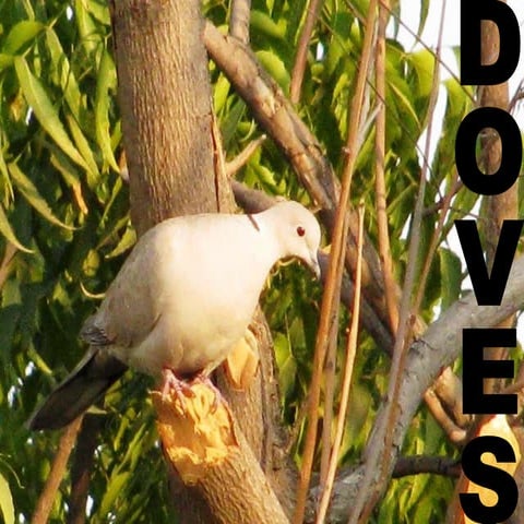 Doves | PPT