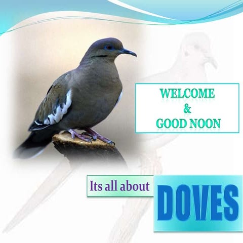 Doves (game bird) | PPTX