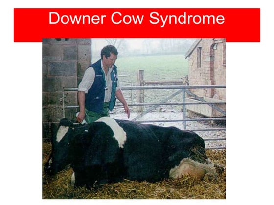 Downer cow syndrome | PPT