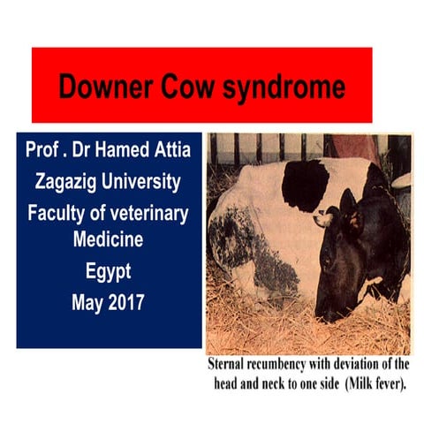 Downer cow syndrome Prof. Hamed Attia | PDF