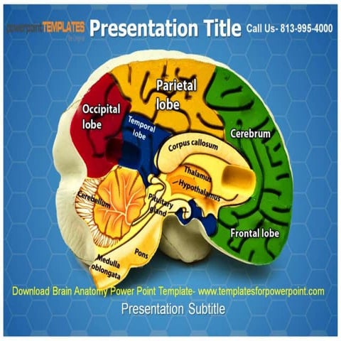Download brain anatomy powerpoint template | PPTX