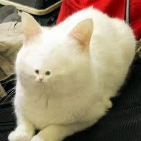 Download funny cat videos | PPT