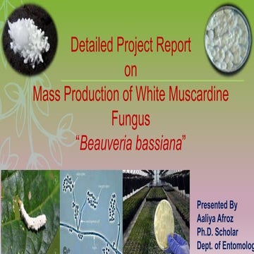 Detailed Project Report on Mass Production of White Muscardine Fungus ...
