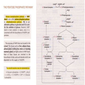 Dr. Prabhakar Singh SEM-III_The Pentose Phosphate Pathway | PPT