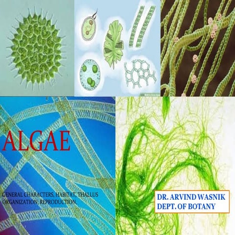 ALGAE General Characters | PPT | Biological Sciences | Science