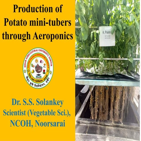 Potato mini-tubers under Aeroponic system | PPTX