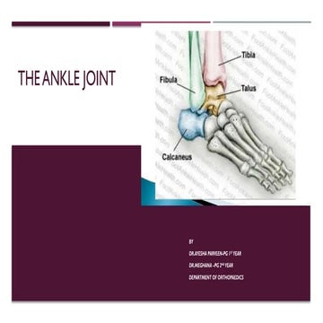 Ankle joint Anatomy | PPTX