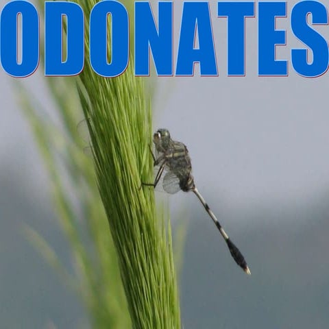 ODONATES | PPT | Fish and Aquariums | Pets