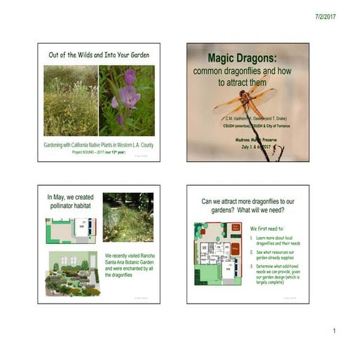 Dragonflies 2017-notes | PPT