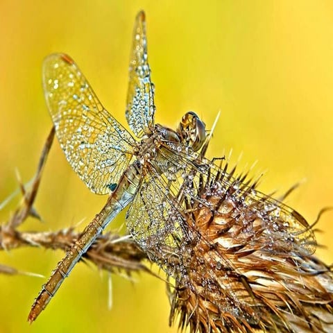 Dragonfly | PPT